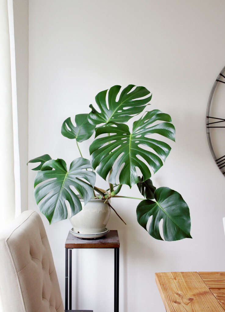Care Monstera Plant: How To Care For A Cheese Plant