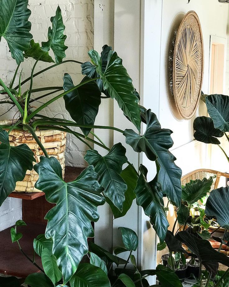 How To Care For Philodendron Plant: Ultimate Indoors Guide
