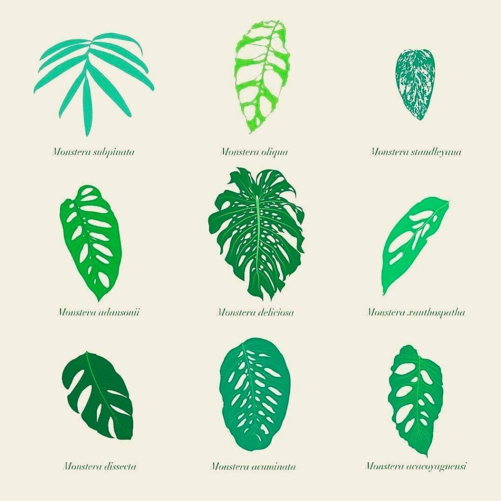 Care Monstera Plant: How To Care For A Cheese Plant