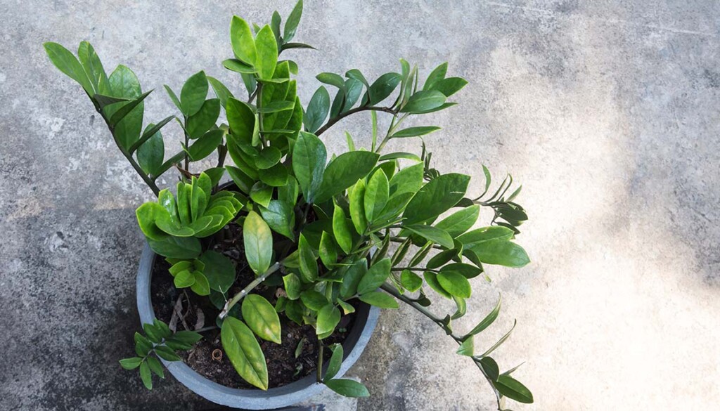 ZZ Plant Care : The Best Zanzibar Gem Growing Guide